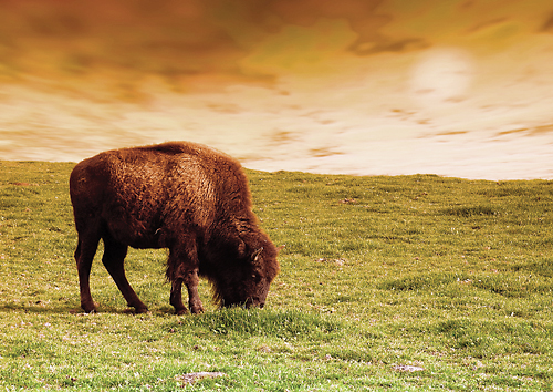 Buffalo on the Prairie - RV.com