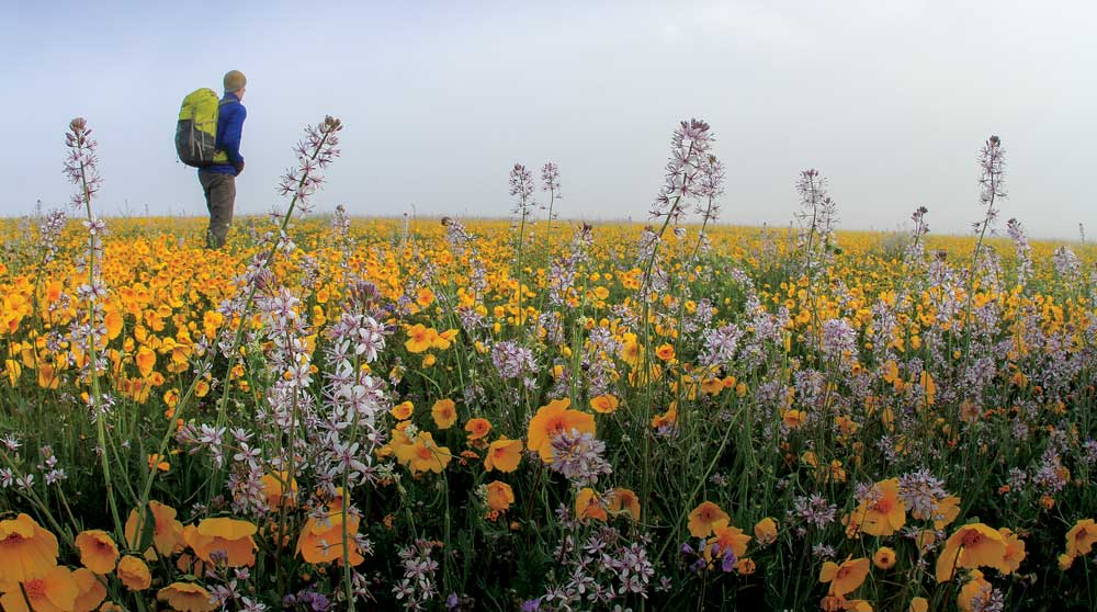 In Living Color: Explore the last California grassland