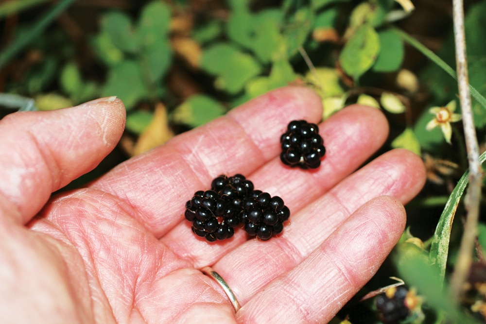 Wild Mountain Blackberries