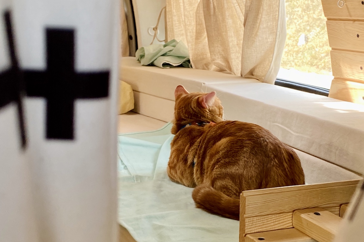 The Best Ways to Make Your RV Cat-Friendly - RV.com