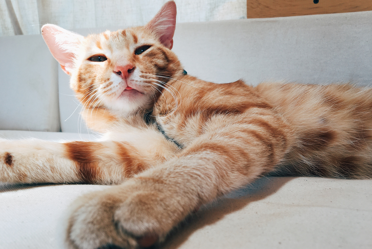 The Best Ways to Make Your RV Cat-Friendly - RV.com