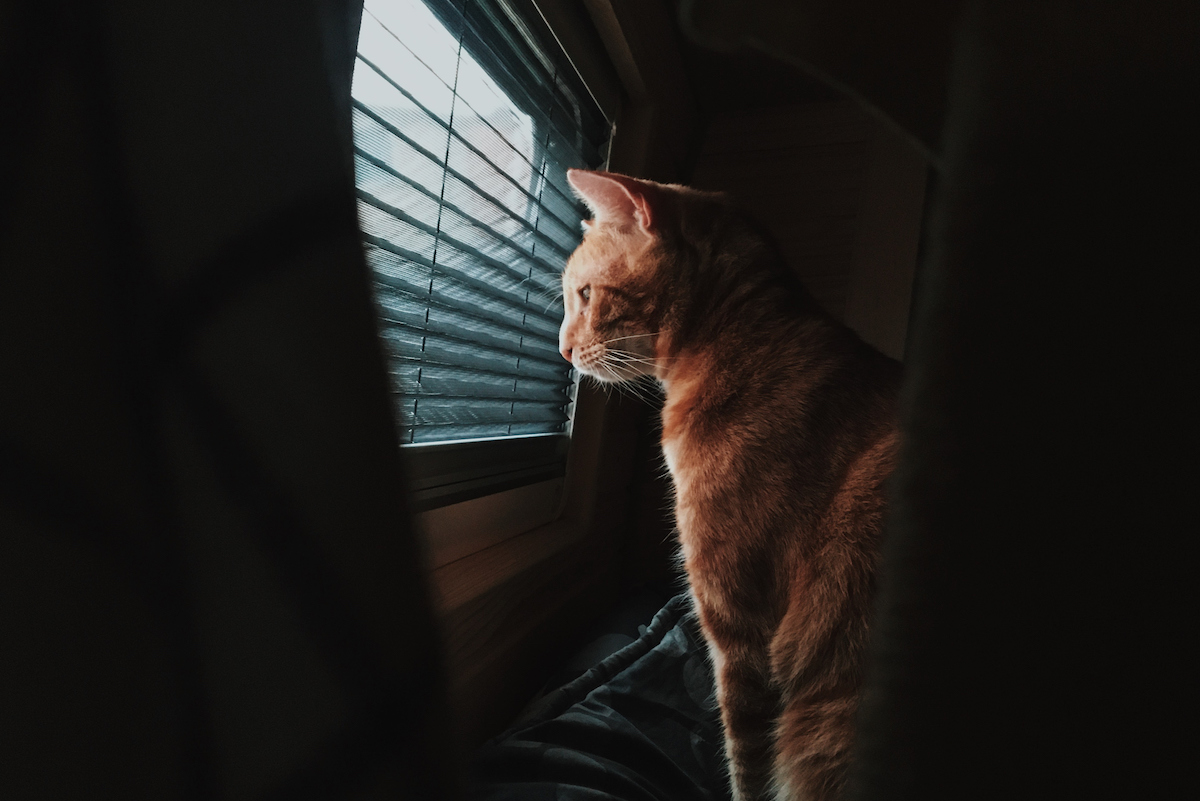The Best Ways to Make Your RV Cat-Friendly - RV.com