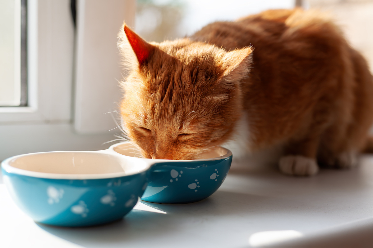 The Best Ways to Make Your RV Cat-Friendly - RV.com