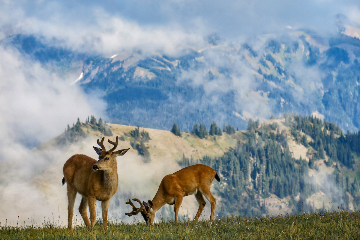 The Best Places to Spot Wildlife While RVing - RV.com