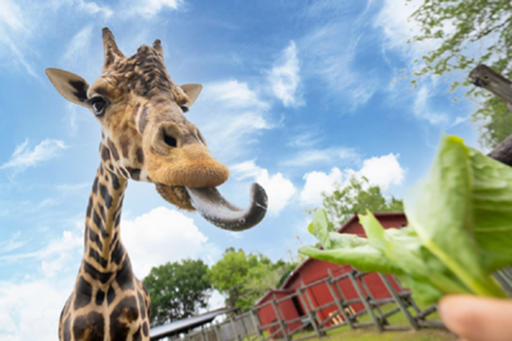Wild Adventures | Southern Georgia | Rides