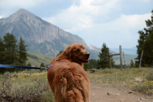 Top 10 Dog-Friendly National Parks in the U.S. - RV.com