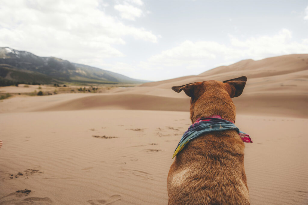 Top 10 Dog-Friendly National Parks in the U.S. - RV.com